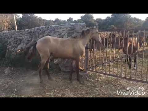 Isabelo Spanish stallion - Spanish Horses UK